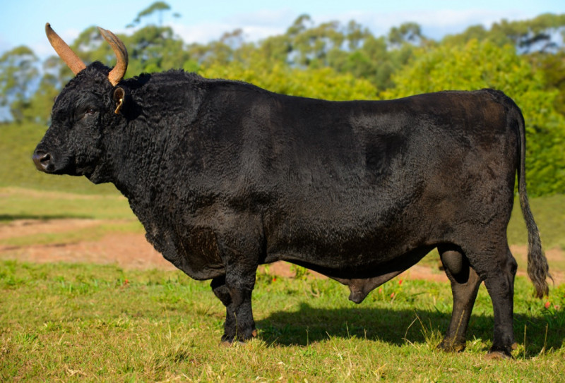 AMISTOSO 14 FIV DA ANGÉLICA - touro da raça Wagyu