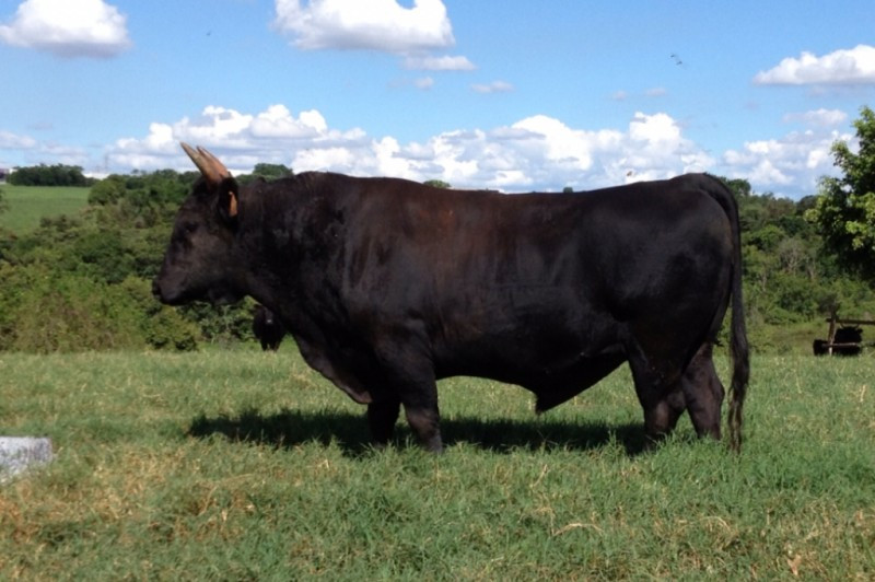 AMISTOSO 14 FIV DA ANGÉLICA - touro da raça Wagyu